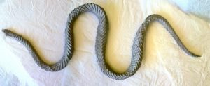 I Asped When I Saw These Incredible Origami Snakes