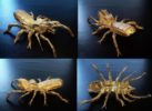 I (c)Ant Believe How Complex and Realistic these Origami Insects Look!