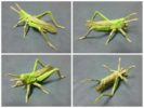 I (c)Ant Believe How Complex and Realistic these Origami Insects Look!