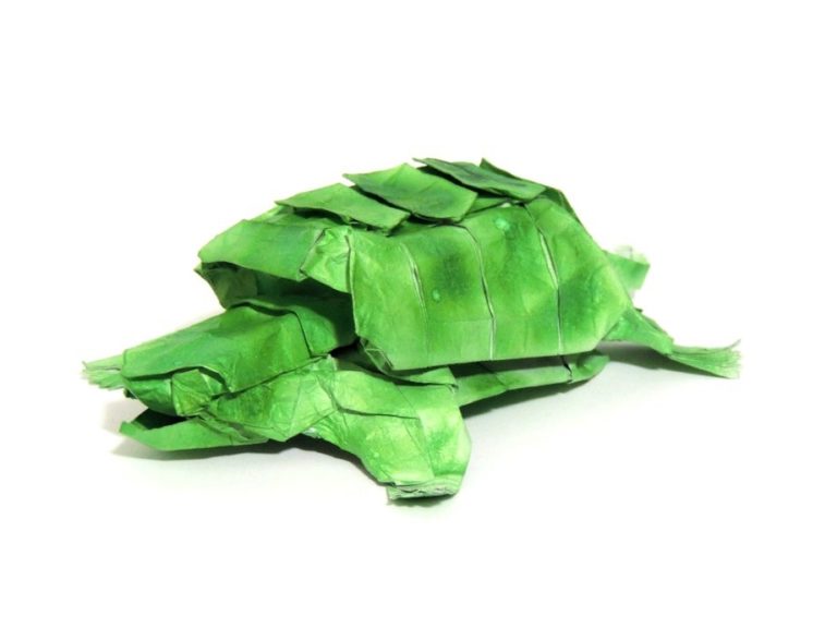 A Shellebration of Turtley Amazing Origami Turtles and Tortoises